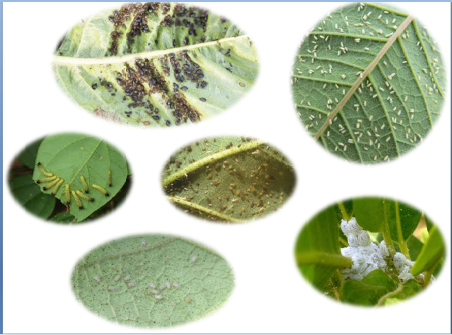 Management of healthy plants from pests and diseases – SAAI Academy