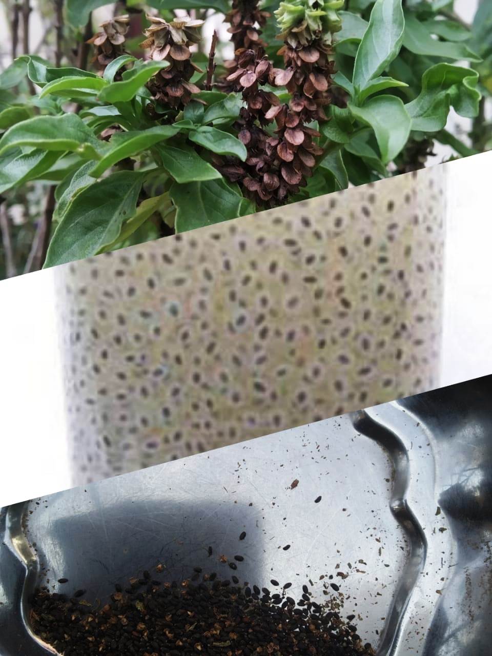 Growing tips of Sweet Basil, easy way to extract Sabja seeds and its ...