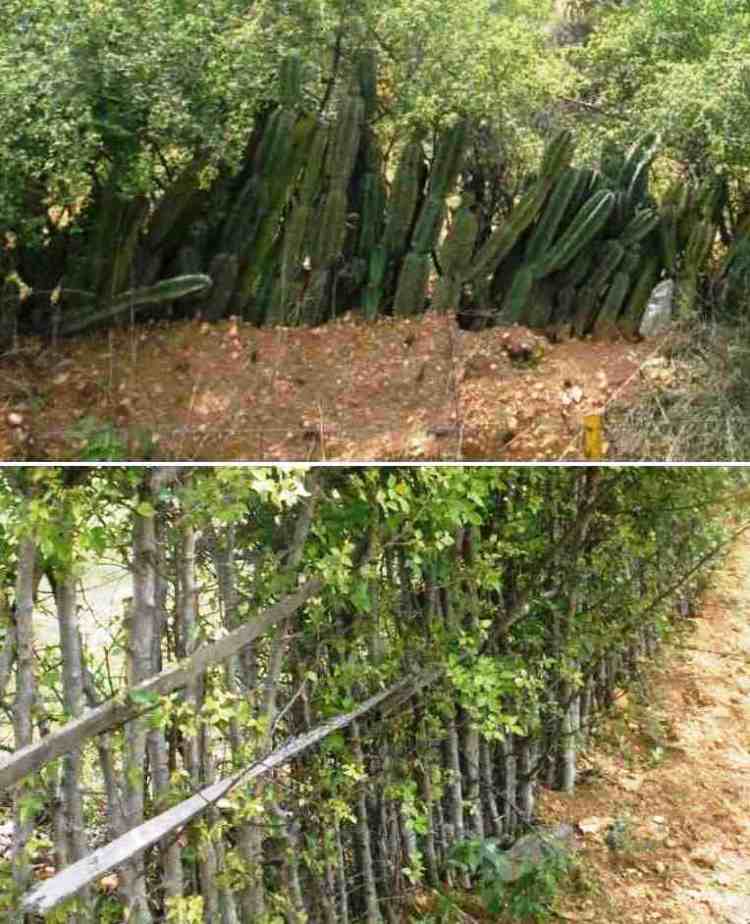 Living Fencing / Bio-fencing system – SAAI Academy